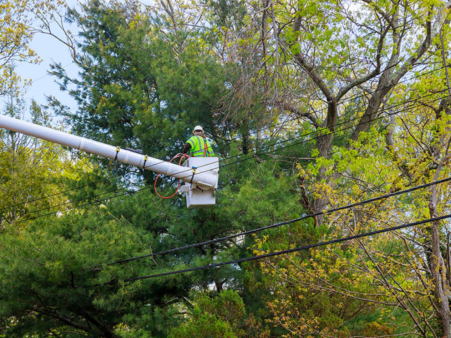 Tree Trimming | PERKS TREEMASTERS
